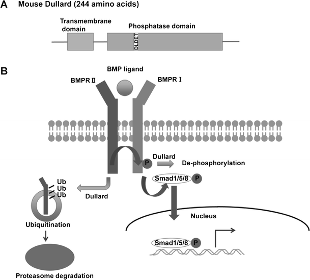 BMP signaling and its modifiers in kidney development | SpringerLink
