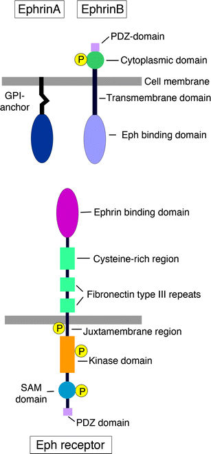 Eph/ephrin signaling in the kidney and lower urinary tract | SpringerLink