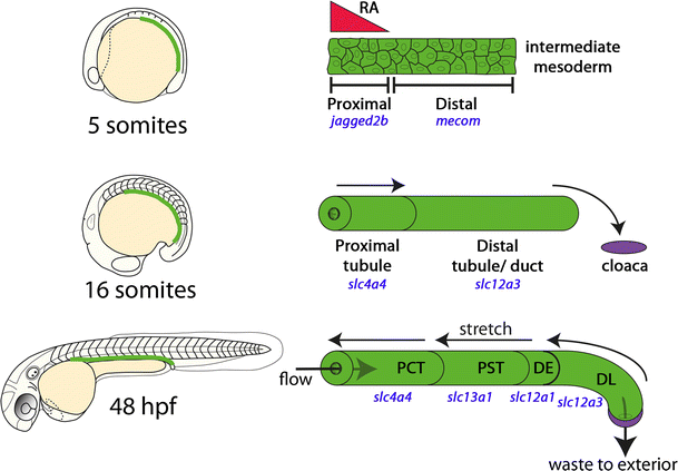 Pronephric tubule formation in zebrafish: morphogenesis and migration ...