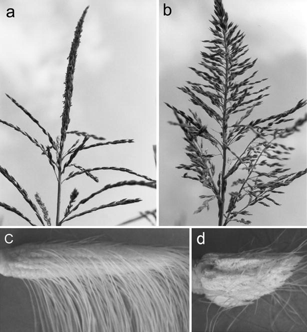 Characterization of the Ra1 maize gene involved in inflorescence ...