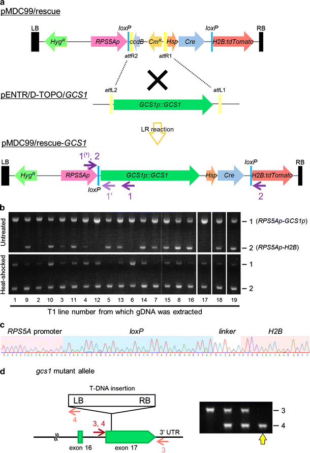 Generation of a homozygous fertilization-defective gcs1 mutant by heat ...