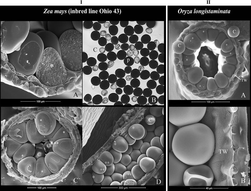 Anther development of maize ( Zea mays) and longstamen rice ( Oryza ...