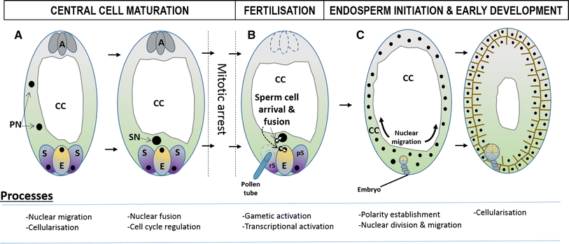 Mechanisms of endosperm initiation | SpringerLink