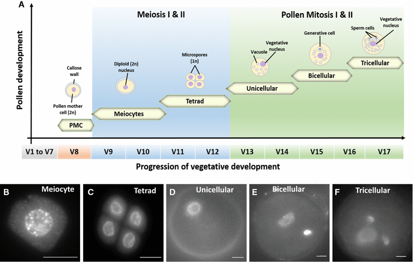 Tracking maize pollen development by the Leaf Collar Method | SpringerLink
