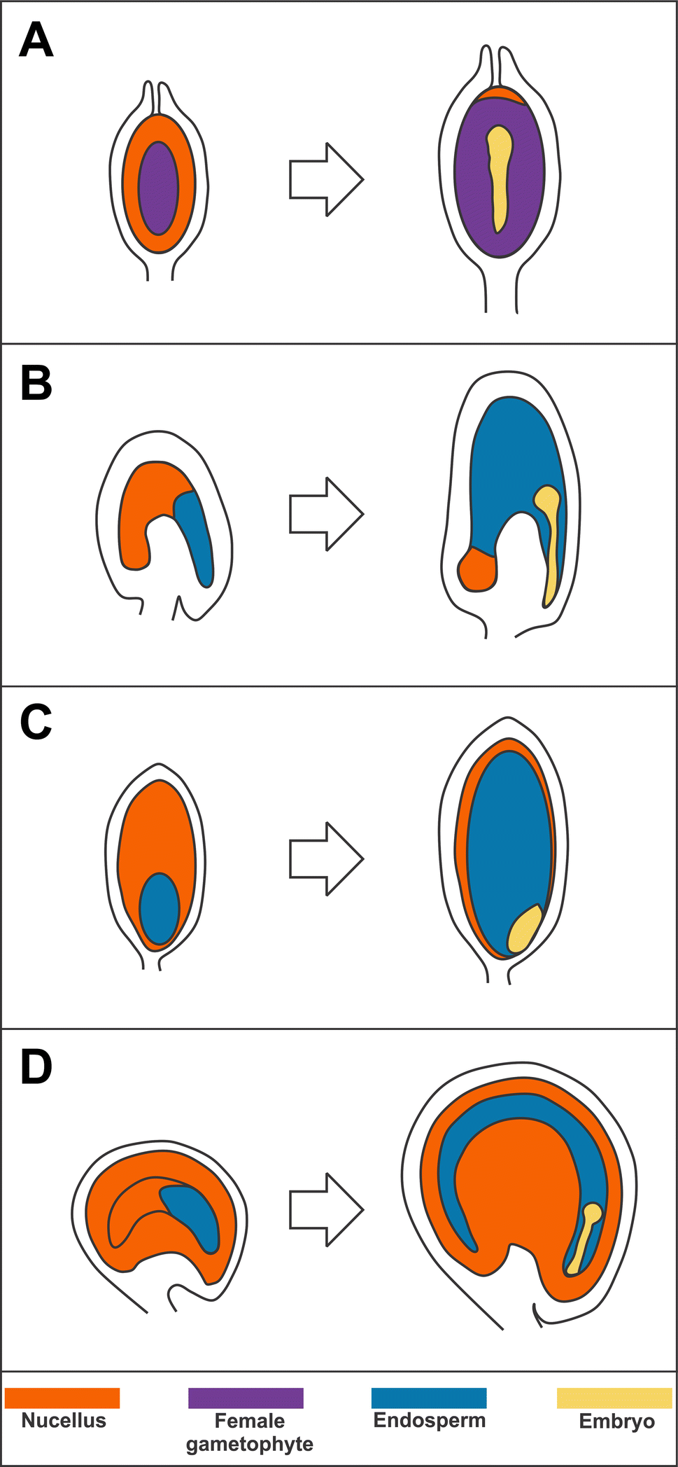 Seed tissue and nutrient partitioning, a case for the nucellus ...