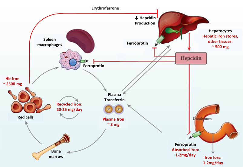 Iron metabolism and iron supplementation in cancer patients | SpringerLink