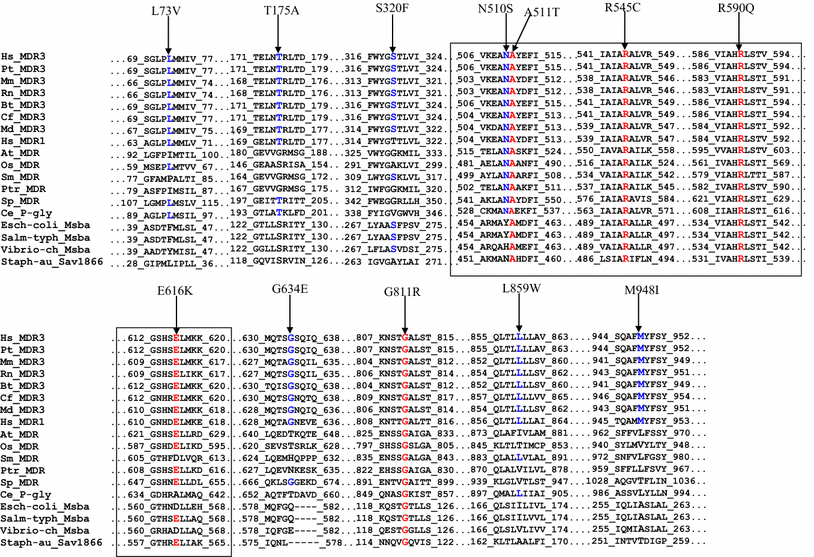 ABCB4 mutations in adult patients with cholestatic liver disease ...