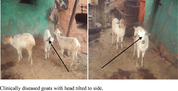 Prevalence and economic importance of Coenurus Cerebralis in sheep and ...