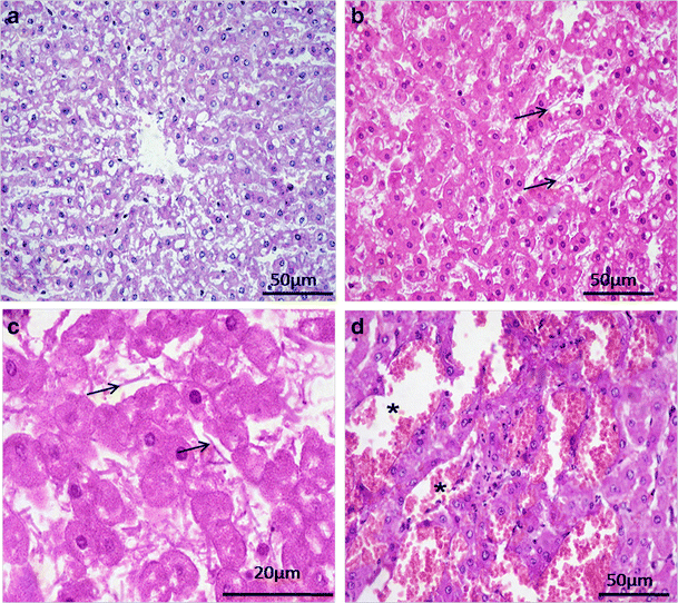 Pathological and biochemical studies on enterotoxemia in sheep ...