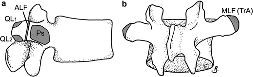 The middle layer of lumbar fascia and attachments to lumbar transverse ...