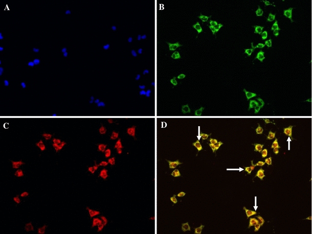 GPR39 receptors and actions of trace metals on pancreatic beta cell ...