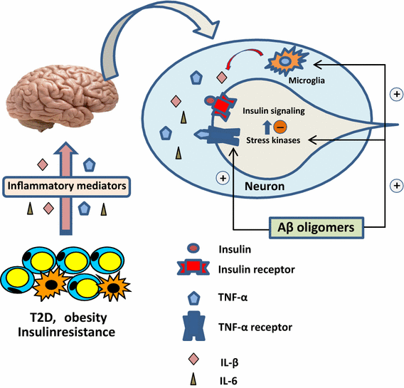 Cognitive impairment and dementia: a new emerging complication of type ...