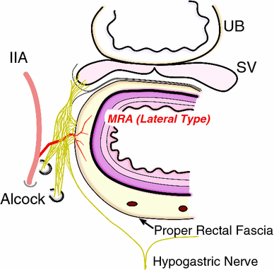 Anatomy of the middle rectal artery: a review of the historical ...