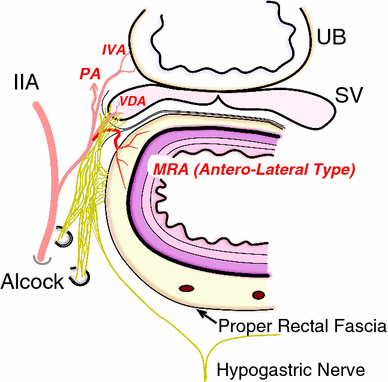 Anatomy of the middle rectal artery: a review of the historical ...