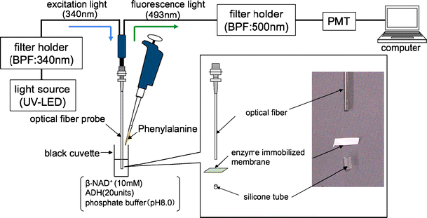 Biosensor for L-phenylalanine based on the optical detection of NADH ...