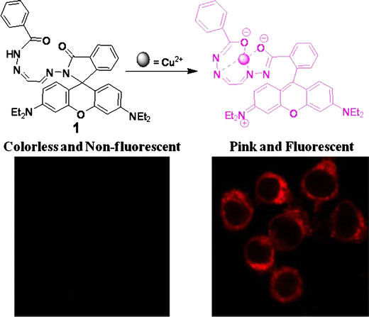 Fluorescent probe for copper(II) ion based on a rhodamine spirolactame derivative, and its ...
