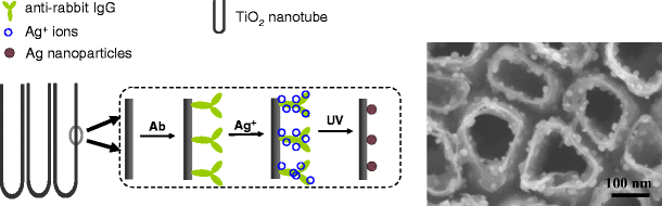 Protein-mediated synthesis of antibacterial silver nanoparticles ...