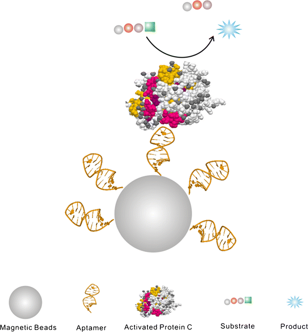 Fluorogenic assays for activated protein C using aptamer modified ...