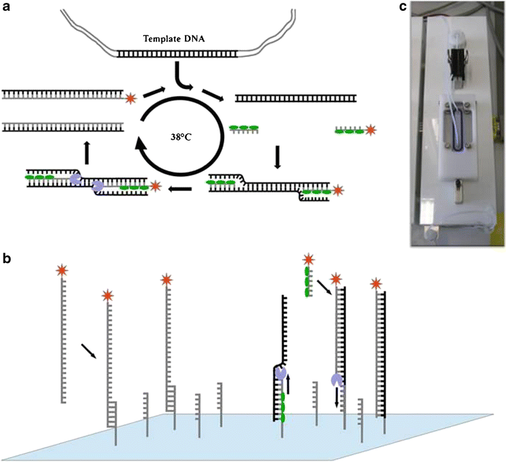Multiplex isothermal solid-phase recombinase polymerase amplification for the specific and fast ...