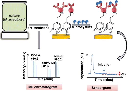 Capacitive sensing of microcystin variants of Microcystis aeruginosa ...