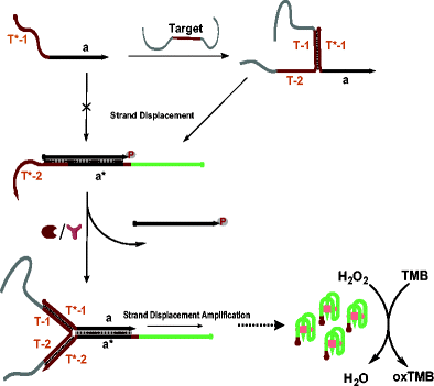 An isothermal strand displacement amplification strategy for nucleic ...