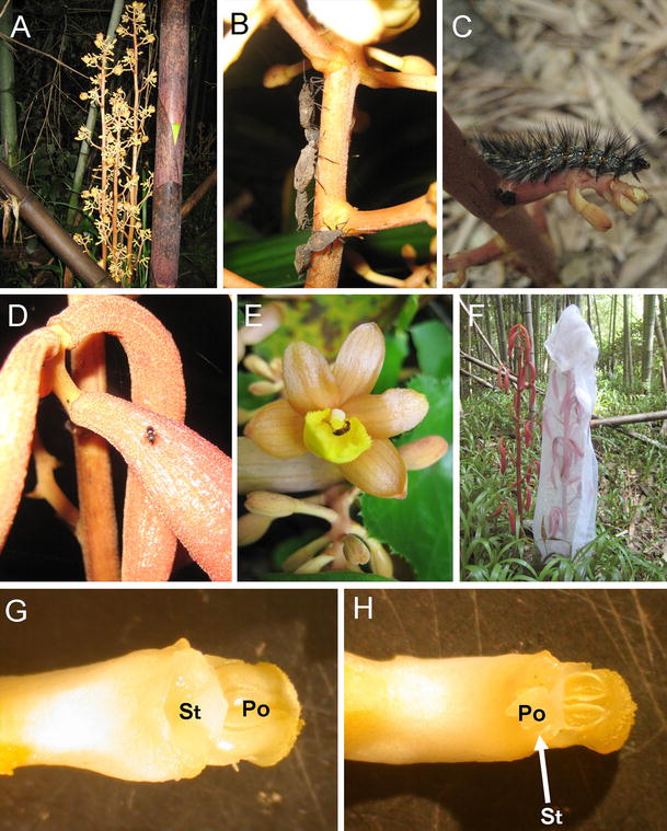 Autogamous fruit set in a mycoheterotrophic orchid Cyrtosia ...