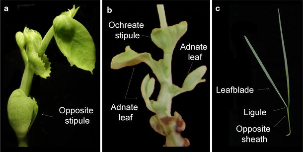 Parallelismic homoplasy of leaf and stipule phenotypes among genetic ...