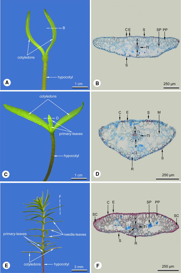 Leaf dimorphism in Thuja plicata and Platycladus orientalis (thujoid ...