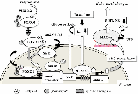 Modulation of monoamine oxidase (MAO) expression in neuropsychiatric ...