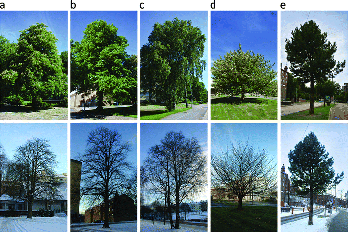 Transmissivity of solar radiation through crowns of single urban trees ...