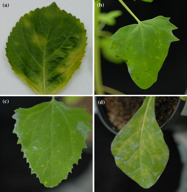 Characterization of hydrangea chlorotic mottle virus, a new member of ...