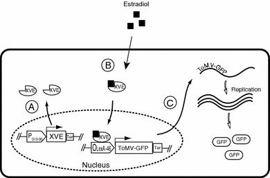 Inducible viral inoculation system with cultured plant cells ...