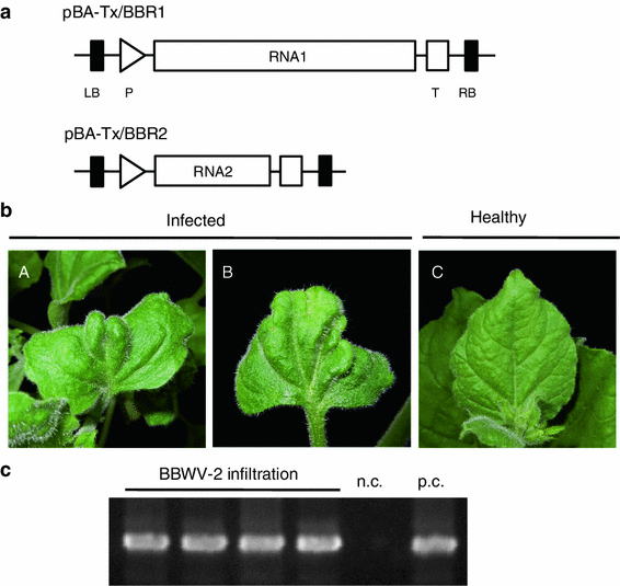 Establishment of an agroinoculation system for broad bean wilt virus 2 ...