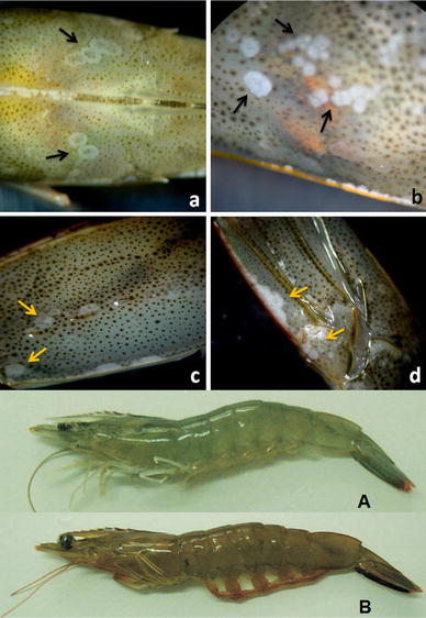 White spot syndrome virus (WSSV) infection in shrimp ( Litopenaeus ...