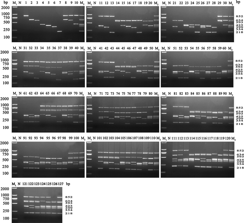 A multiplex RT-PCR for simultaneous detection and identification of ...