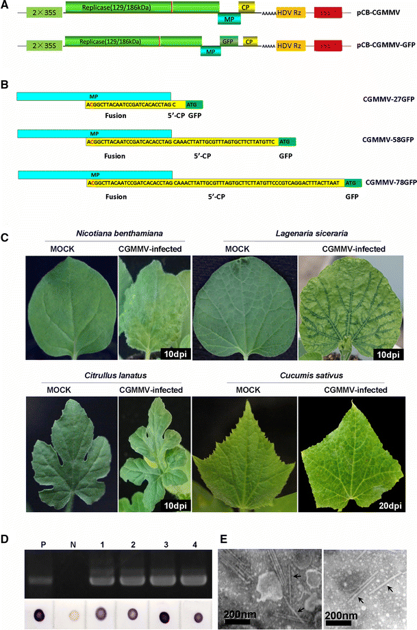 Development of an agroinoculation system for full-length and GFP-tagged ...
