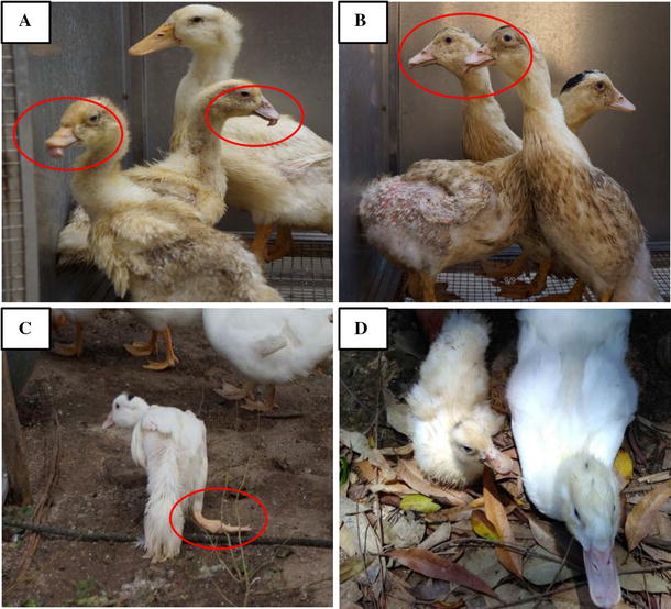Isolation and characterization of a distinct duck-origin goose ...
