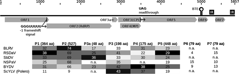 Identification and characterization of a new member of the genus ...
