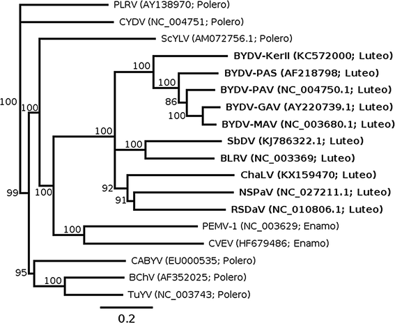 Identification and characterization of a new member of the genus ...
