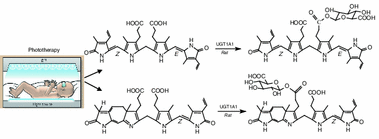 Bilirubin photo-isomers: regiospecific acyl glucuronidation in vivo ...