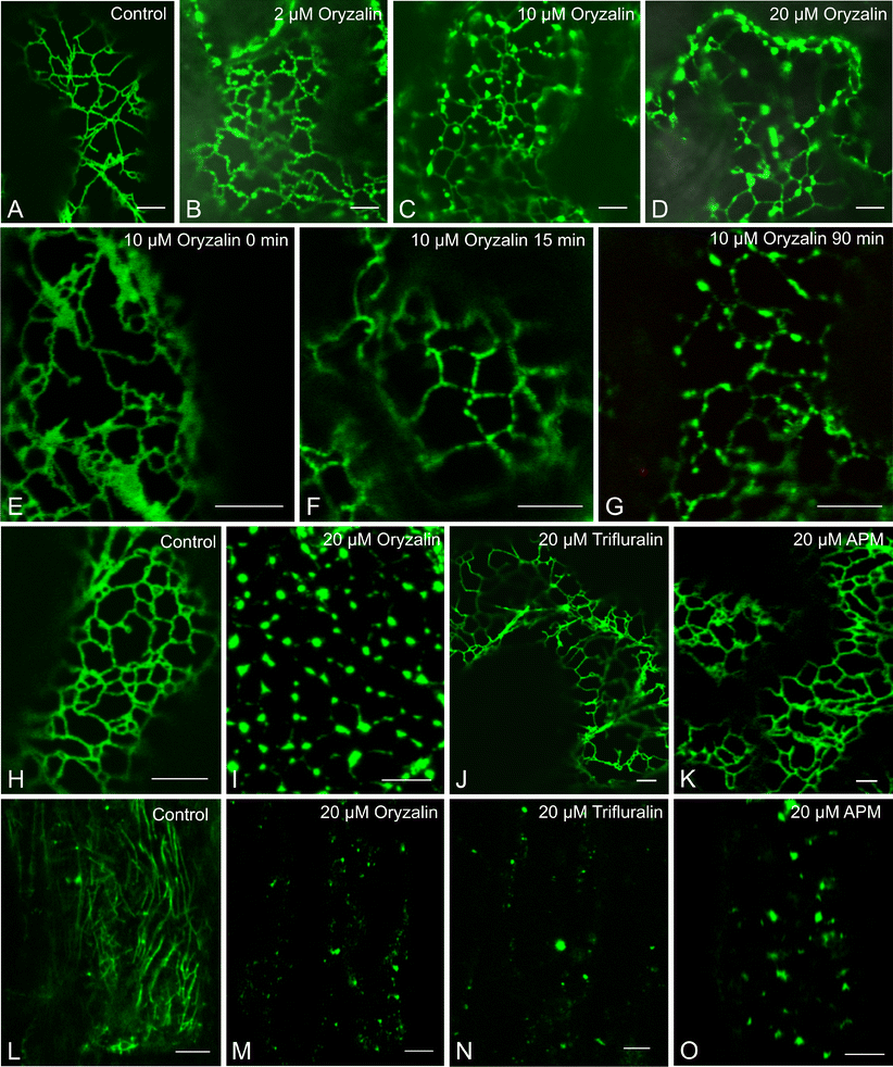 Oryzalin bodies: in addition to its anti-microtubule properties, the ...