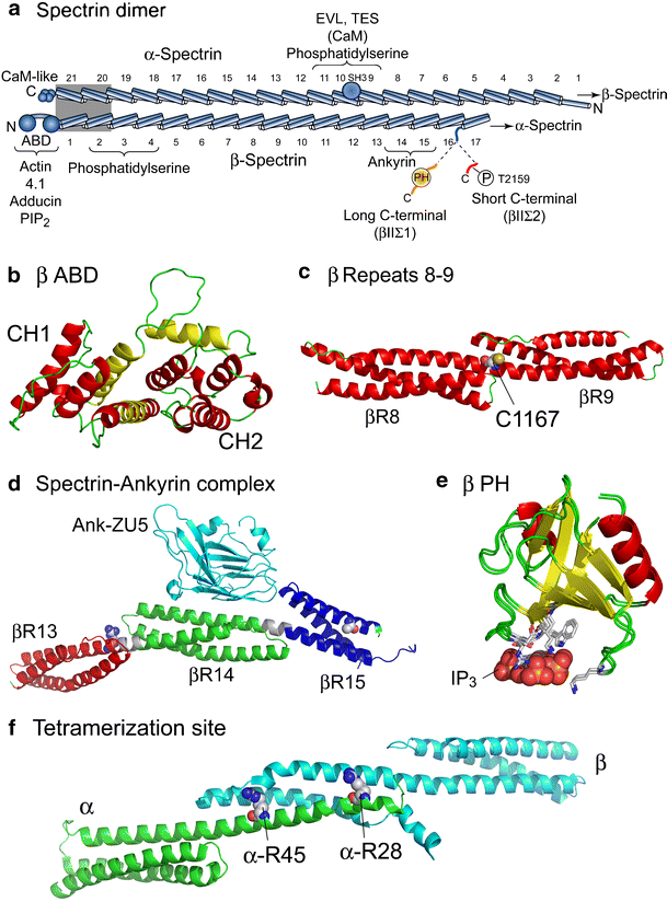 The spectrin–ankyrin–4.1–adducin membrane skeleton: adapting eukaryotic ...