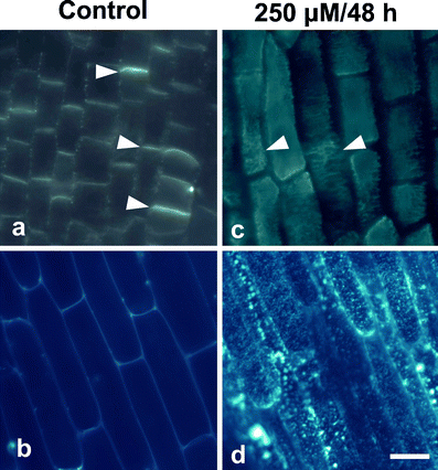 Effects of hexavalent chromium on microtubule organization, ER ...