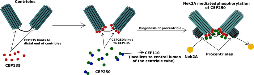 CEP proteins: the knights of centrosome dynasty | SpringerLink