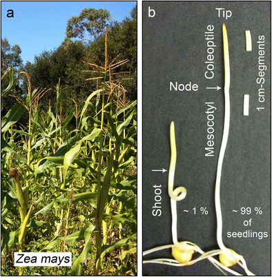 Growth-limiting proteins in maize coleoptiles and the auxin ...