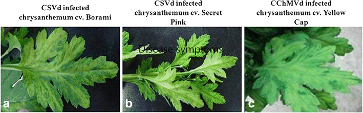 Elimination of chrysanthemum stunt viroid and chrysanthemum chlorotic ...