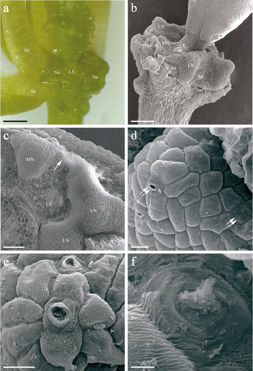 Floral nectar production and carbohydrate composition and the structure ...