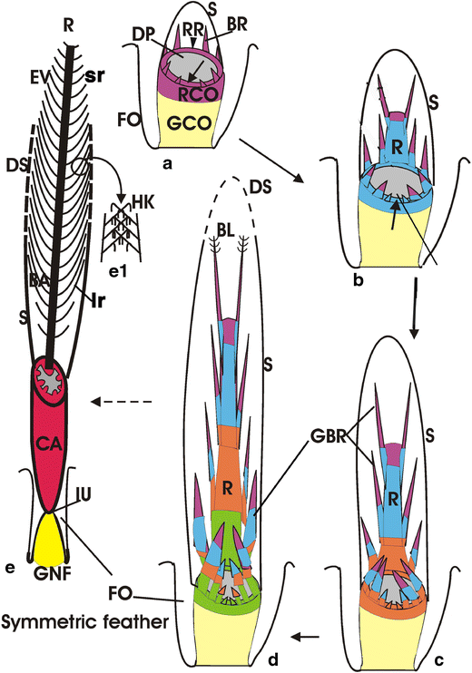 Review: cornification, morphogenesis and evolution of feathers ...