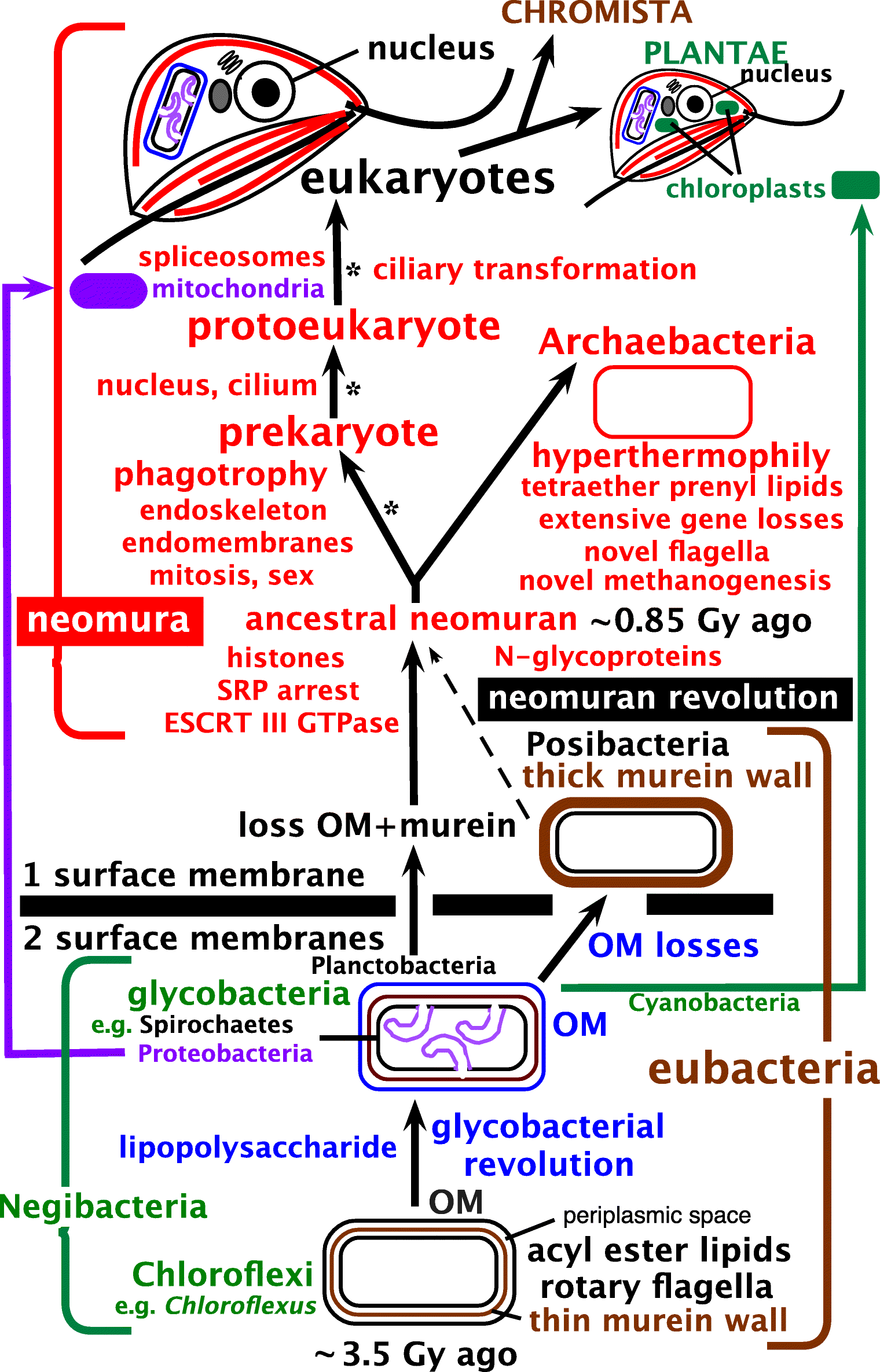 Multidomain ribosomal protein trees and the planctobacterial origin of ...