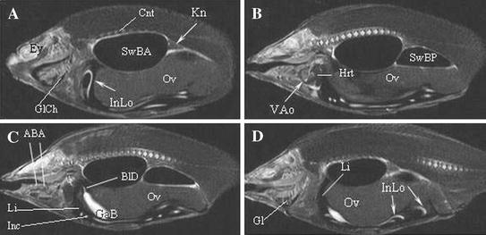 Internal Anatomy of Common Carp ( Cyprinus carpio) as Revealed by ...